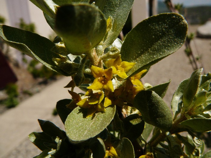 Wolf Willow - Okanagan Xeriscape Association