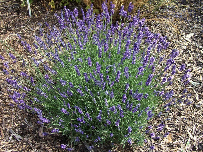 English Lavender - Okanagan Xeriscape Association